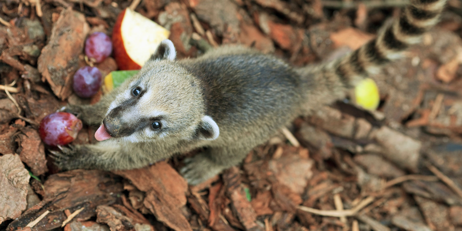 Fauna silvestre en México | Marriott Bonvoy Traveler